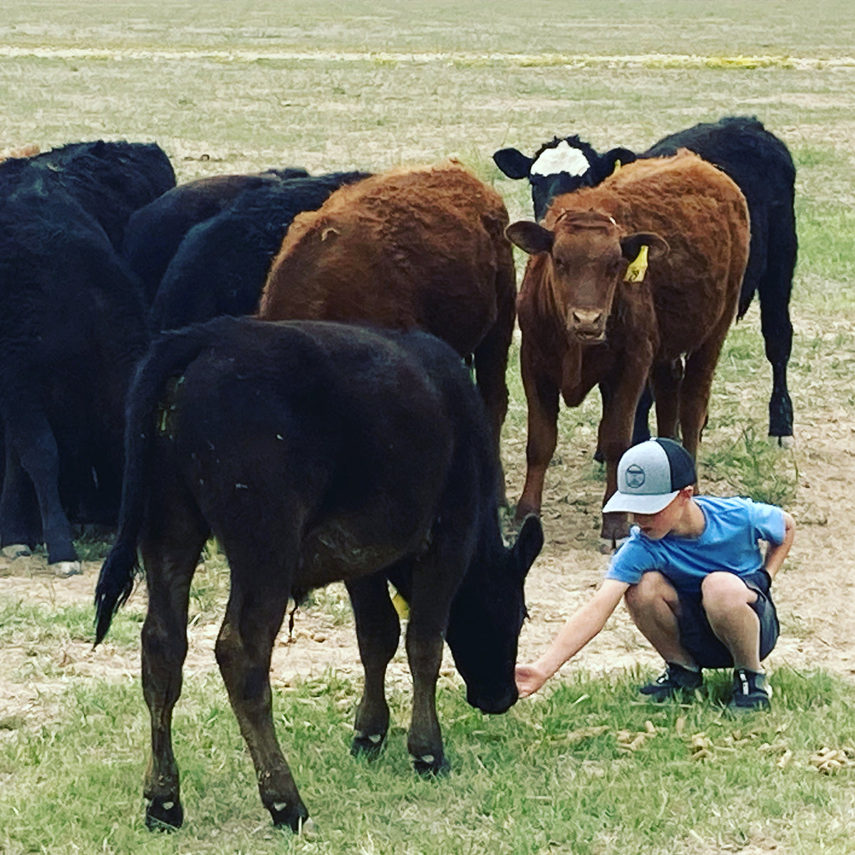 Well-Raised Beef: Our journey to raising beef for your family – Evridge ...