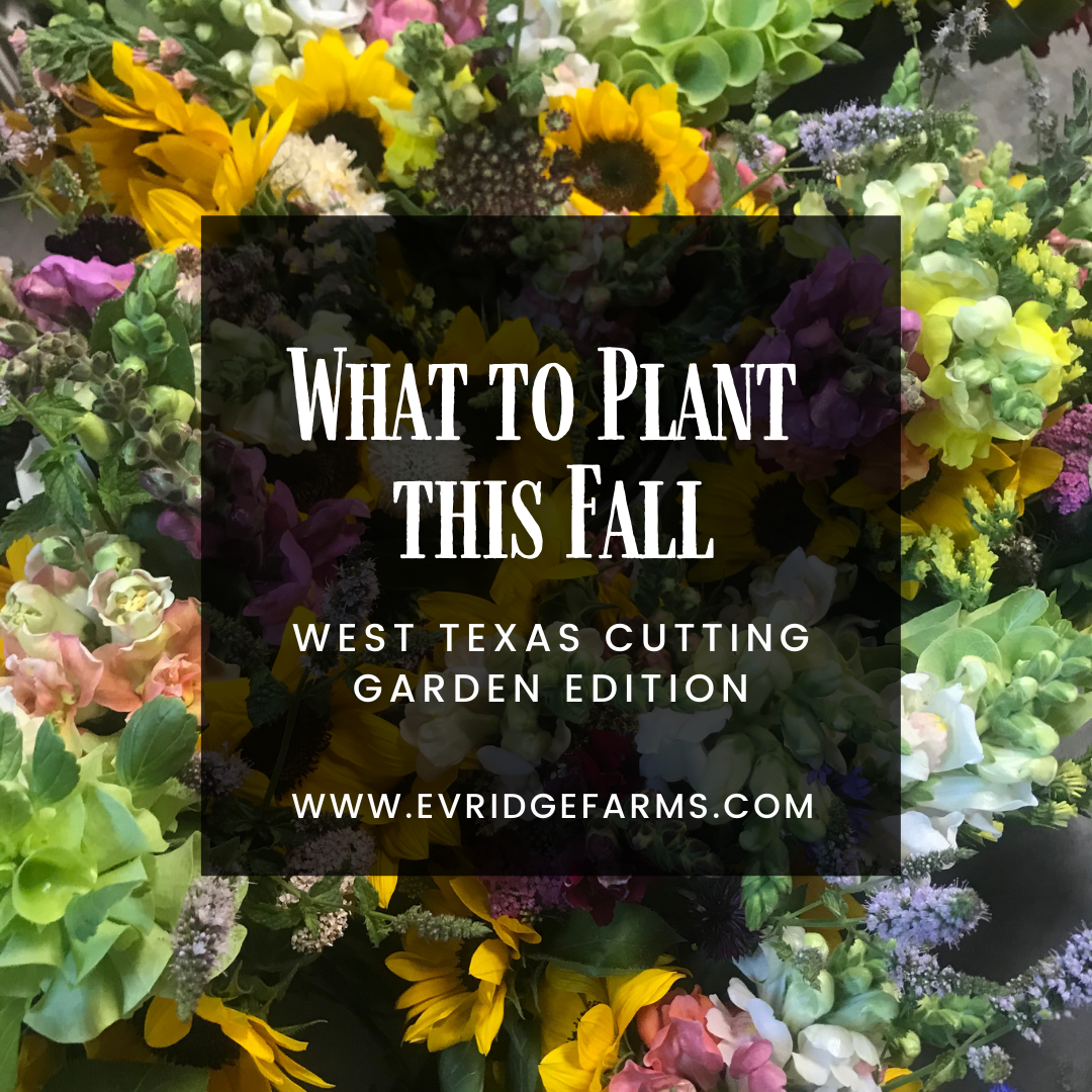 What to Plant this Fall- West Texas Cutting Garden Edition – Evridge Farms